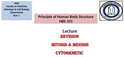 Sex Chromatin And Lyons Hypothesis And Bar Body Pptx