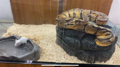 Ball Python Live Feeding Wild And Insane Strikes 4 Mice Hangry Af