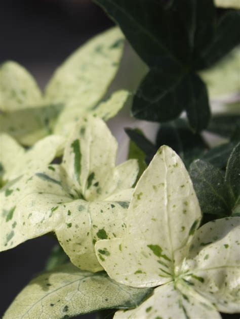 広野園芸様の『ヘデラ 白雪姫』 Leaf Sprout1one