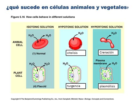 Amigos De La Cultura FisiologÍa