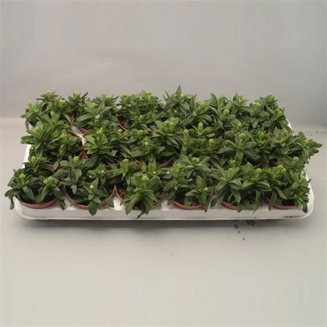 Crassula Falcata 85cm Pot Urban Plant Life Nationwide