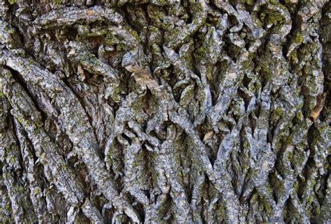 Incredible Texture Ash Tree Bark With Finger Like Tendrils Stock Image Image Of Crevices