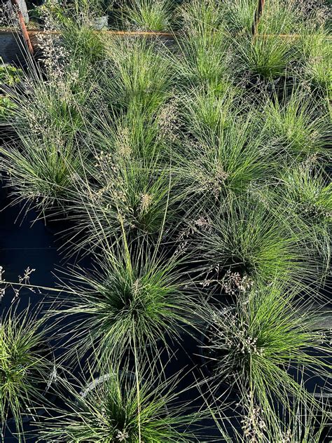 Grasses Sporobolus Heterolepis Prairie Dropseed Browns Nursery