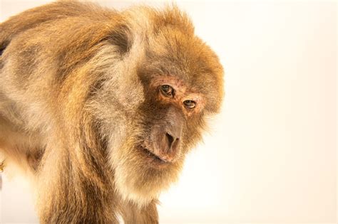 Male Tibetan Macaque Macaca Thibetana Joel Sartore