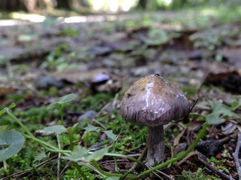 ムラサキアブラシメジモドキ？？ By バルサム （id：6090326） 写真共有サイトphotohito