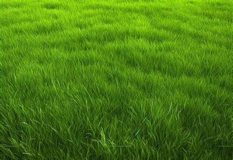 Tranquil Fresh Green Grass Texture Premium Ai Generated Image