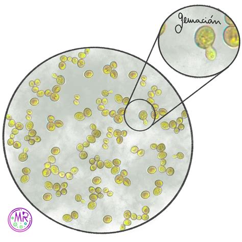 Observación De Mohos Y Levaduras El Laboratorio De Marrodmir