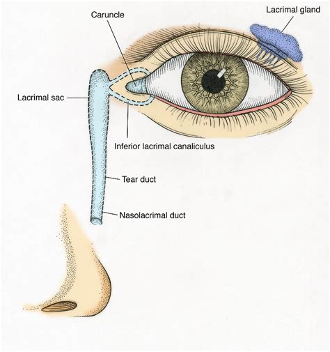Illustration Of Tear Duct 4 Photograph By Science Source Pixels
