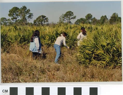 Seminole Makers Sweetgrass Baskets Florida Seminole Tourism