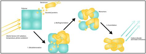 Polymers Special Issue Polymer Degradation And Its Environmental