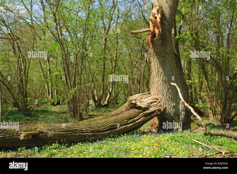 Pendunculate Oak Quercus Robur With Broken Branch And A Foreground Of