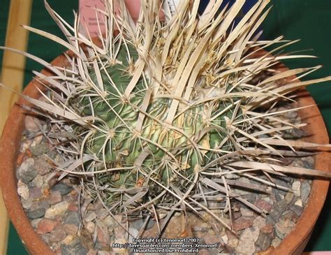 Plantfiles Pictures Stenocactus Palmillas Stenocactus Nova 1 By