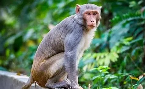 Worsening Monkey Disease In Chikkamagaluru Affected Cases Rise To 9