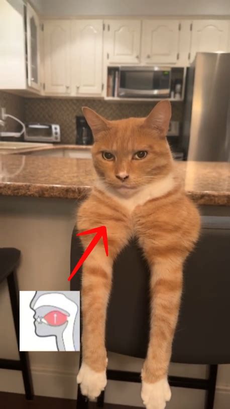 Mewing Filter Meme Pippit Mewing Filter Meme Pippit