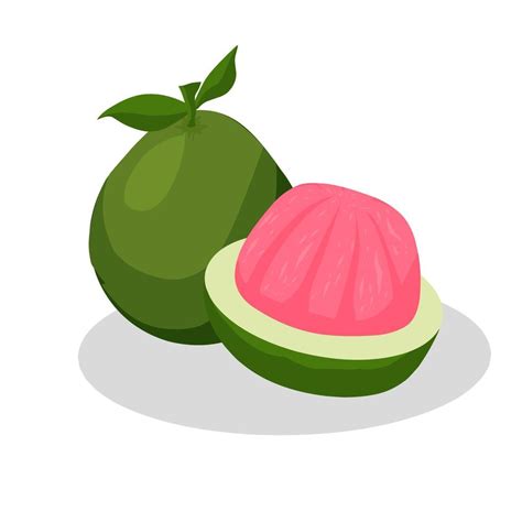 Pomelo Vector Art Icons And Graphics For Free Download