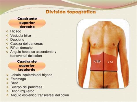 Examen Fisico De Abdomen