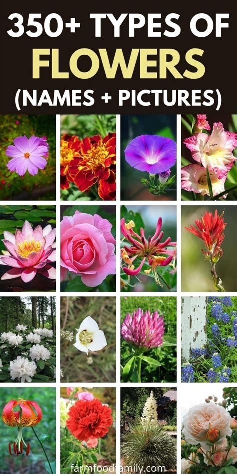 Types Of Flowers 50 Popular Flowers Names With Pictures Artofit