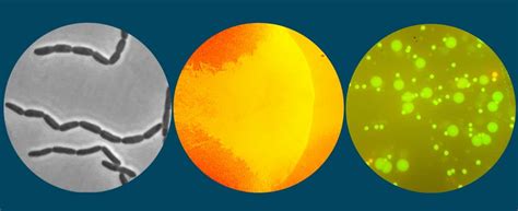 Research Group For Microbial Genetics