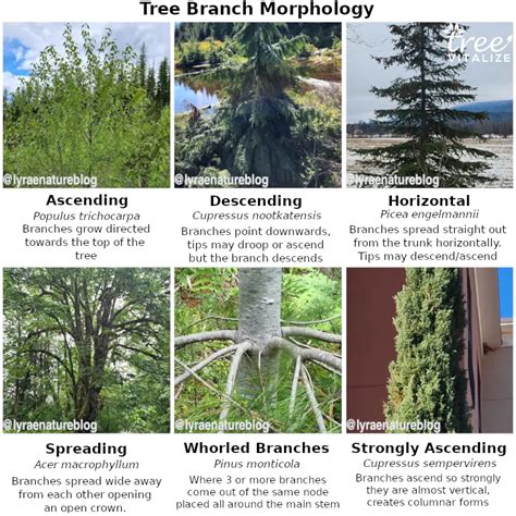 5 Different Types Of Aspen Trees And Their Identifying Features