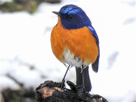 Rufous Breasted Bush Robin Ebird