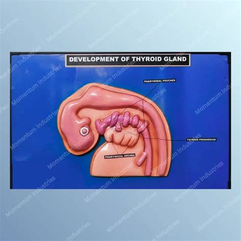 Fiberglass Thyroid Development Model At ₹ 4140 Piece In Ambala Id 2857558230348