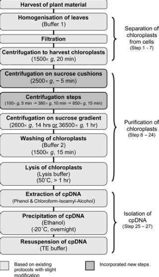 An Optimized Chloroplast Dna Extraction Protocol For Grasses Poaceae