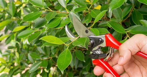 When And How To Prune Ficus Trees Gardeners Path