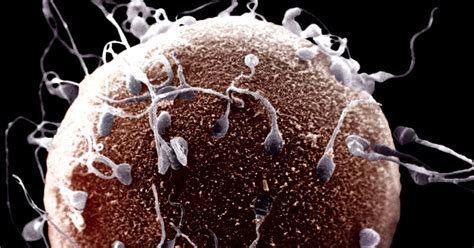 Scientists Find Human Skin Cells Can Be Transformed Into Artificial Sperm