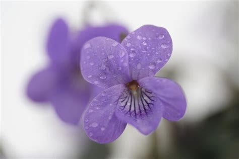 「すみれ草」の写真素材 35949件の無料イラスト画像 Adobe Stock