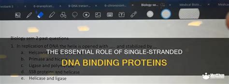 The Essential Role Of Single Stranded Dna Binding Proteins Medshun