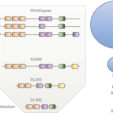 Genome Complexity In Crops And Model Grasses Genome Sizes Of