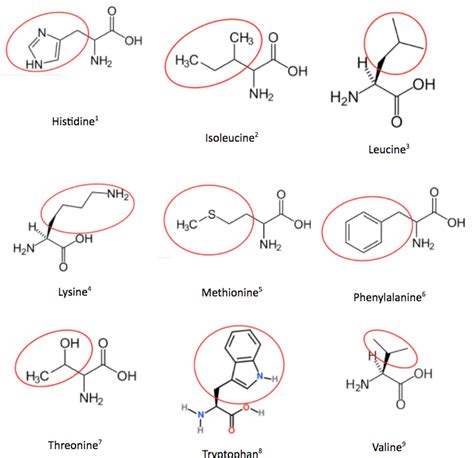 20 Essential Amino Acid Structures 20 Essential Amino Acid Structures