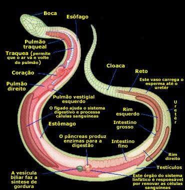 De Bem Com A Vida Conhecendo As Cobras