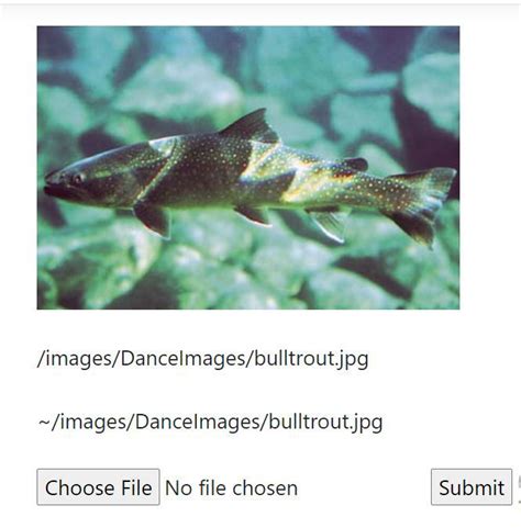 Unable To Display Image On Aspnet Core Razor Page Stack Overflow