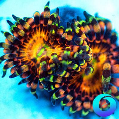 Zoanthids Identification Gallery Page 2