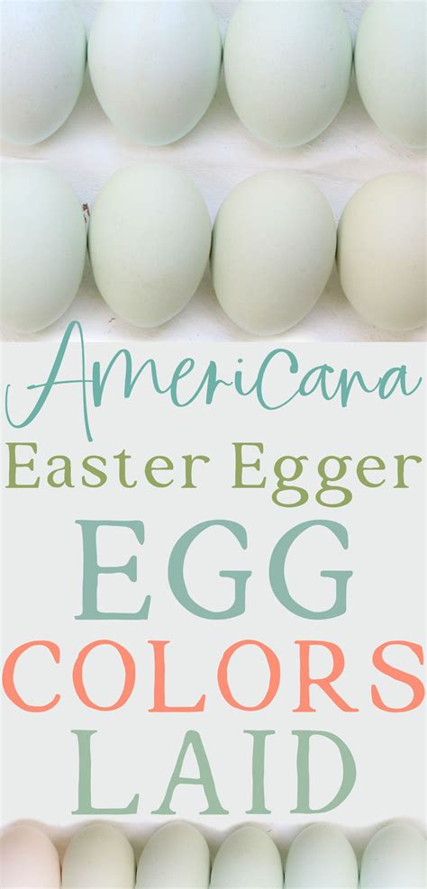 Americana Easter Egger Egg Colors Laid With Pics Backyard Chicken