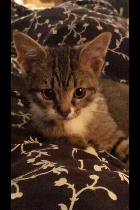 Our Lovely Kitty Called Daisy Scrolller