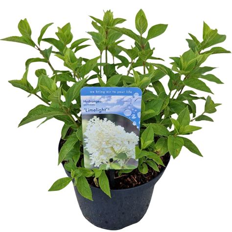 Hydrangea Paniculata Limelight — Plant Wholesale Floraccess