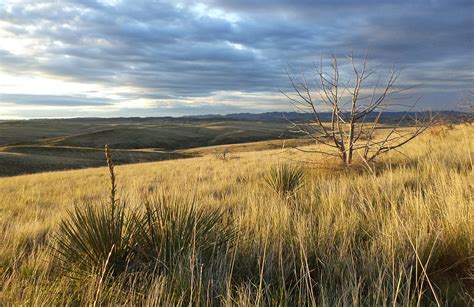 Grassland Fire Ecology Resource Brief Us National Park Service