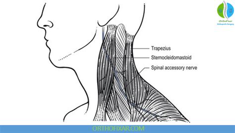 Accessory Nerve