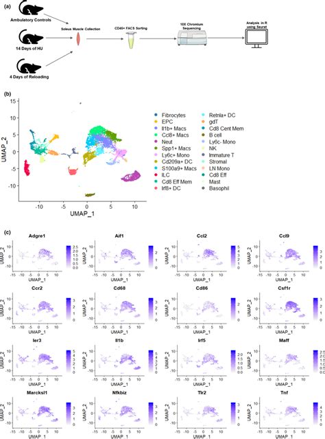 Experimental Designs And Single Cell Sequencing Of Cd45 Cells A