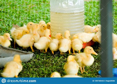 Duckling In The Barn Stock Image Image Of Happy Drawing 189748443