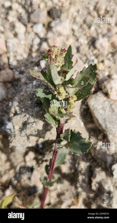 Nettle Leaved Goosefoot Chenopodiastrum Murale Plantae Mecca Ca