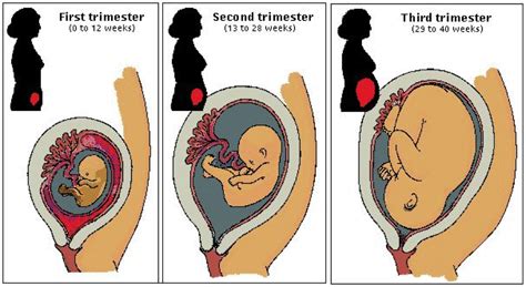 Uterus During Pregnancy Sizes And How It Works