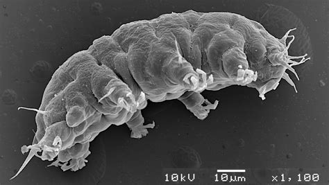 Tardigrade Microscope Tardigrades Tiny Water Bears Can Stand Being