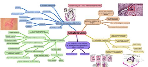 Etapas De La OdontogÉnesis Esquemas Y Mapas Conceptuales De Anatomía