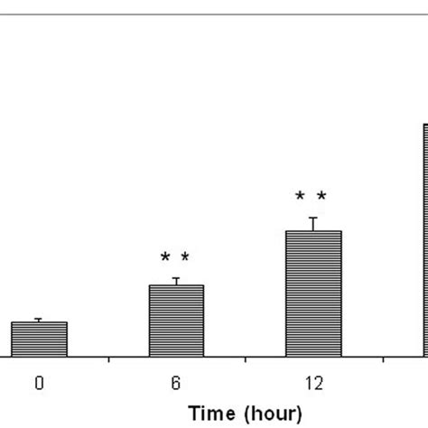 Dopa Test Of Cultured Human Ums Cells Revealed Positive Reaction