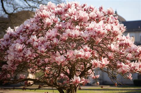 盛放的玉兰树高清图片下载 正版图片600641982 摄图网