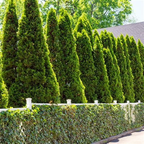 Emerald Green Arborvitae Fence Arborvitae Planting And Care Guide