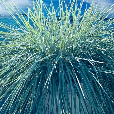 Blue Dune Lyme Grass Lake City Grasses